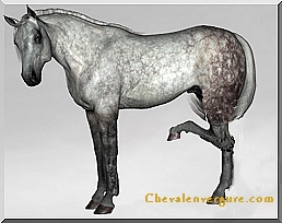 Donne la patte! méthode de débourrage chevaux